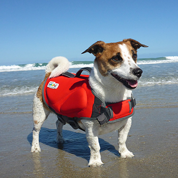 Dog Life Jackets | How to Size and Fit the Outward Hound Dawson Swim ...