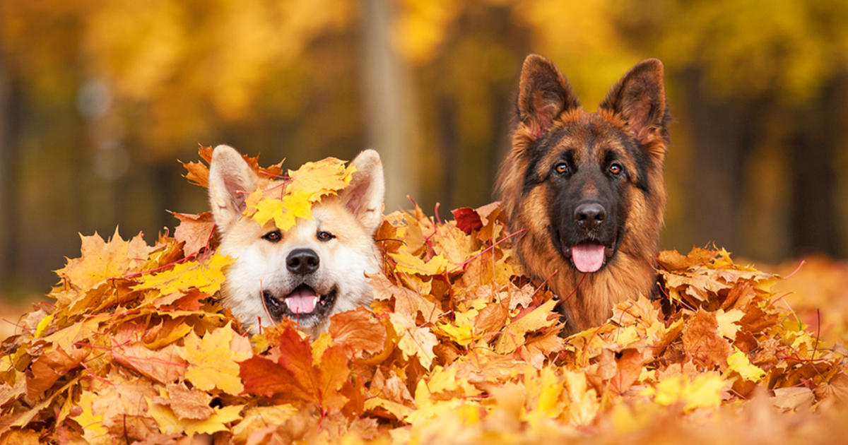 8 DOGS READY FOR FALL THAT ARE JUST AWWDORABLE