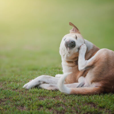 Rage Syndrome in Dogs: A Mysterious & Rare Genetic Disorder