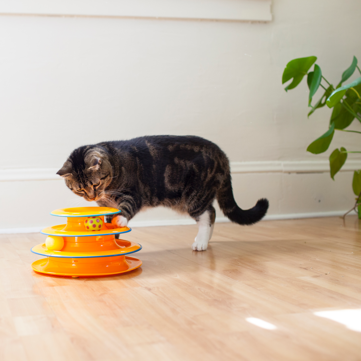 The 4 Best Cat Toys Your Cat Can't Wait To Get Their Paws on