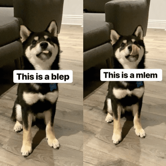 Doggolingo: A Guide to the Internet's Favorite Language