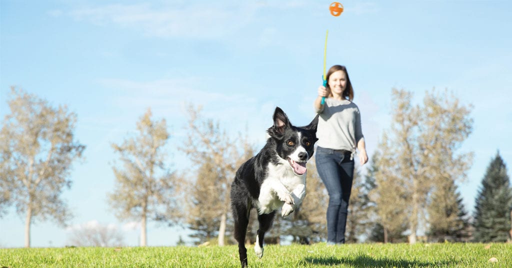 10 OUTDOOR DOG TOYS YOU AND YOUR POOCH WILL LOVE | Furtropolis