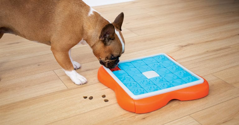 The Ultimate Guide To Nina Ottosson Dog Puzzles – Furtropolis