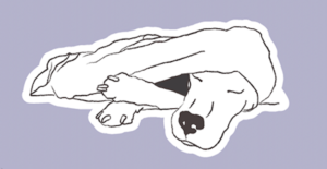 7 Common Dog Sleeping Positions & What They Mean – Furtropolis