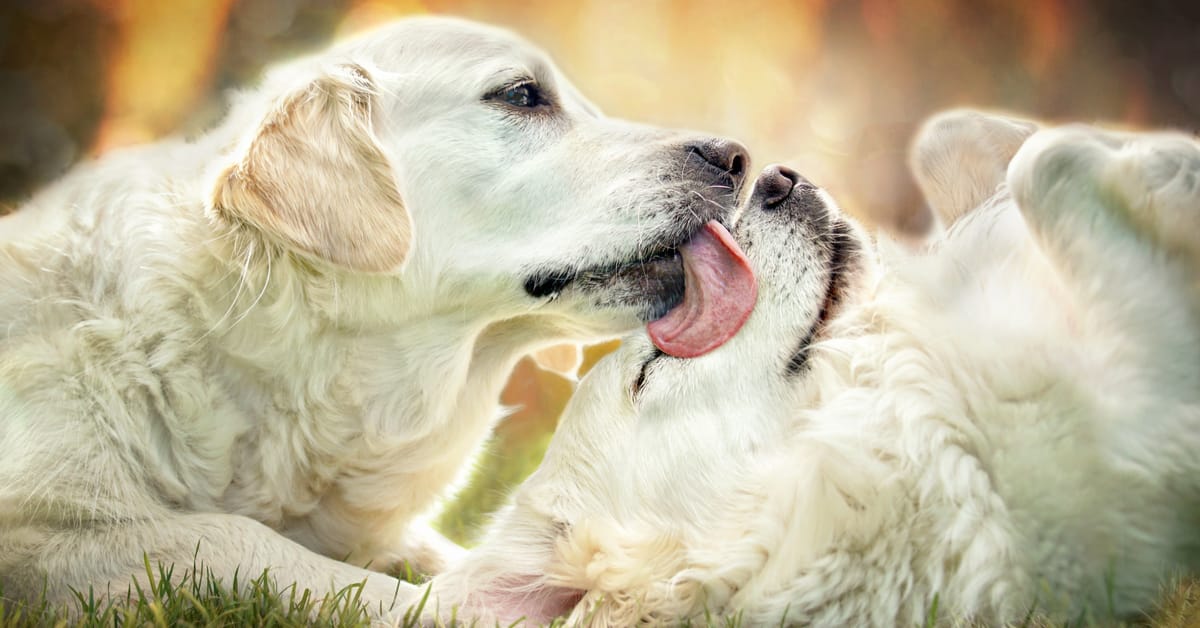 Why Do Dogs Lick Each Other S Ears Furtropolis