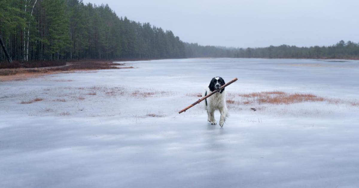 6 Winter Tips for Dogs & Why You Should Invest in a Dog Winter Blanket