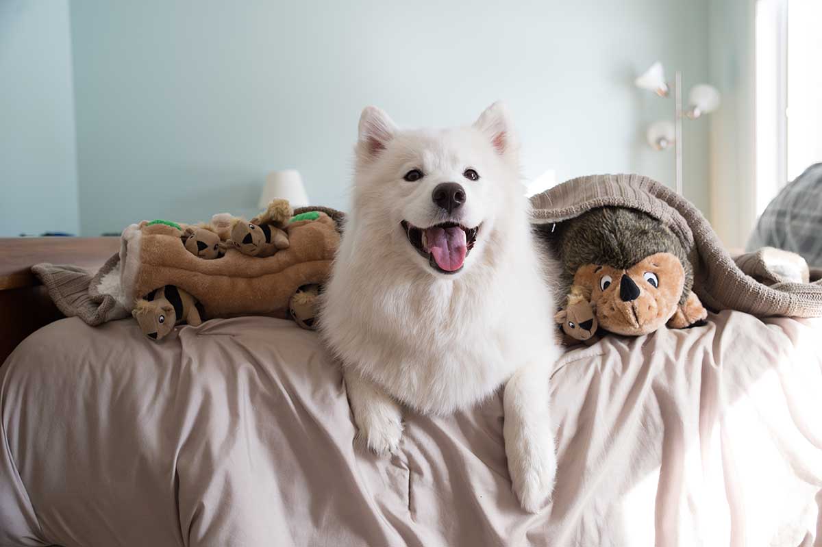The Fluffiest Dogs in the World: Furry Floofers & Land Clouds Galore