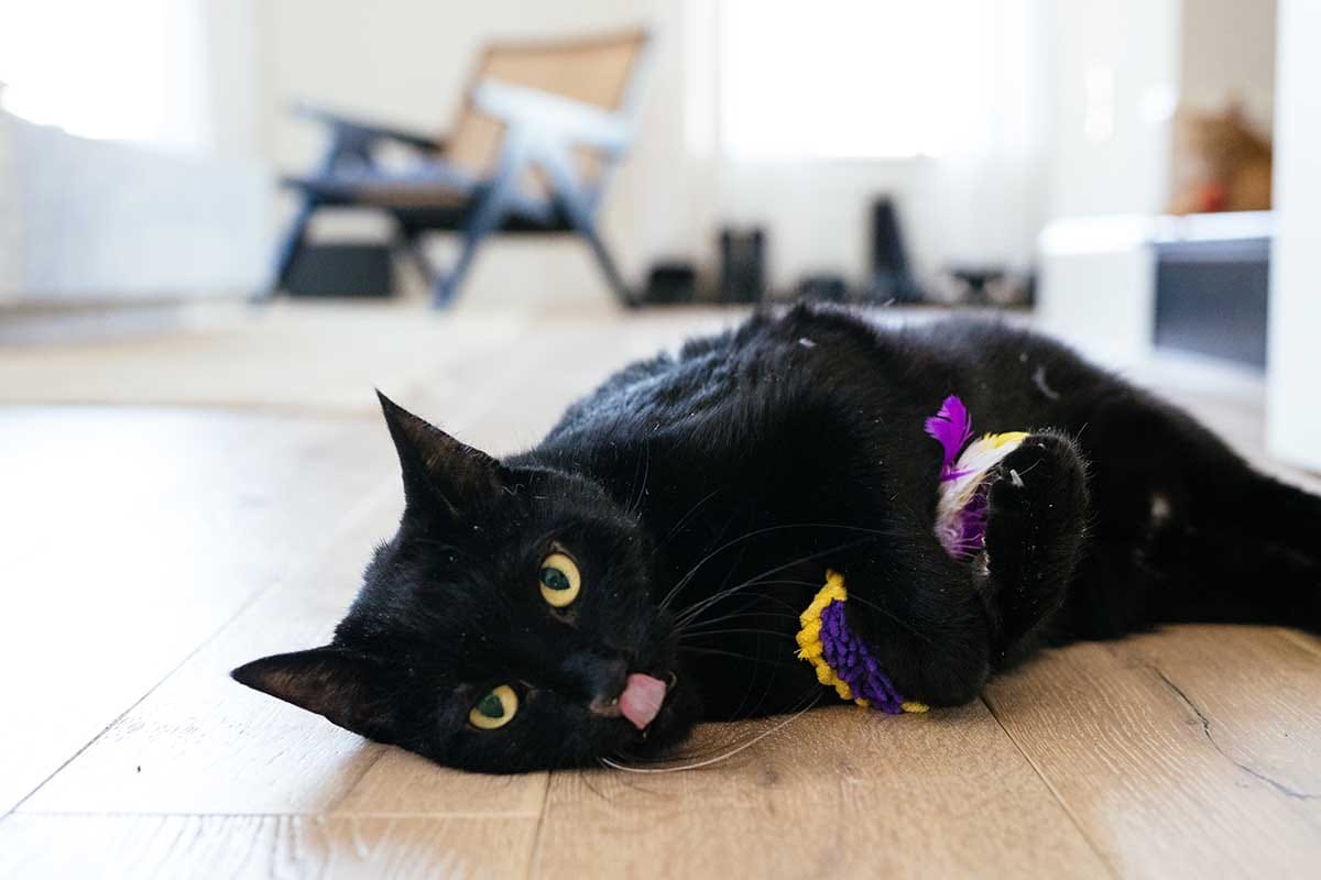 Pet Safety Skills: How to Perform CPR on a Dog or Cat – Furtropolis