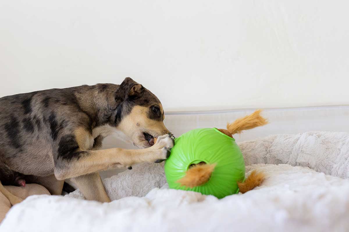 New Years Goals You Can Make With Your Dog – Furtropolis